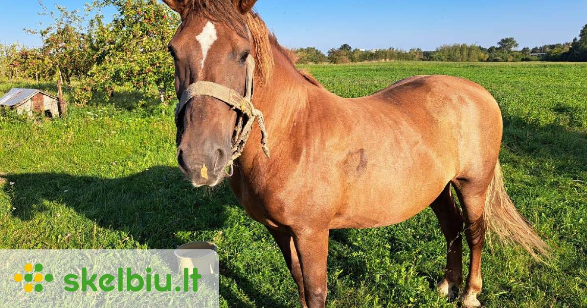 Arkliai, žirgai flora, fauna - Skelbiu.lt