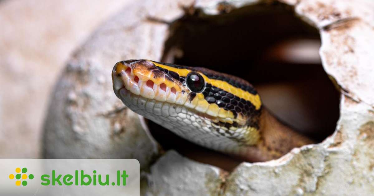 Python regius (Ball python) - Skelbiu.lt