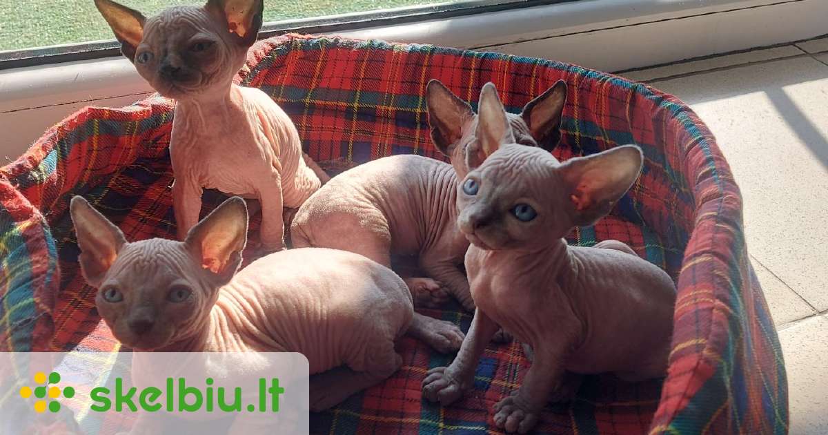 Kanados Sfinksai mėlynakės katytės - Skelbiu.lt