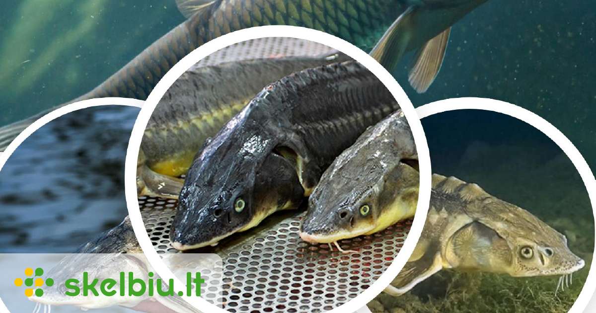 auksine zuvys skelbimai - Skelbiu.lt