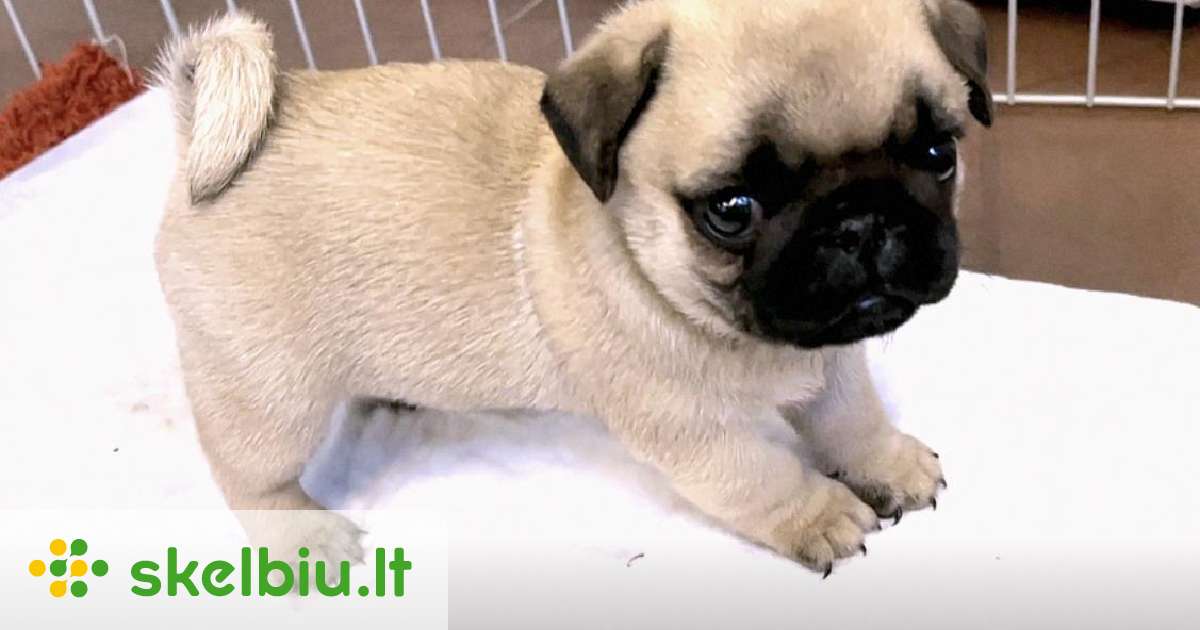 Mopsai šuniukai - Skelbiu.lt