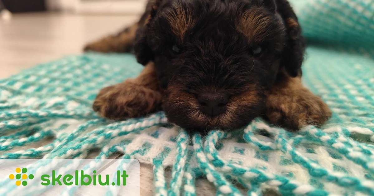 Pudelis Toy - Skelbiu.lt