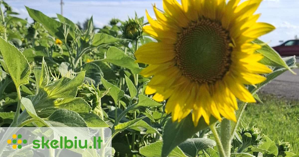Saulėgrąžos žalinimui, daiginimui, paukšteliams ir - Skelbiu.lt