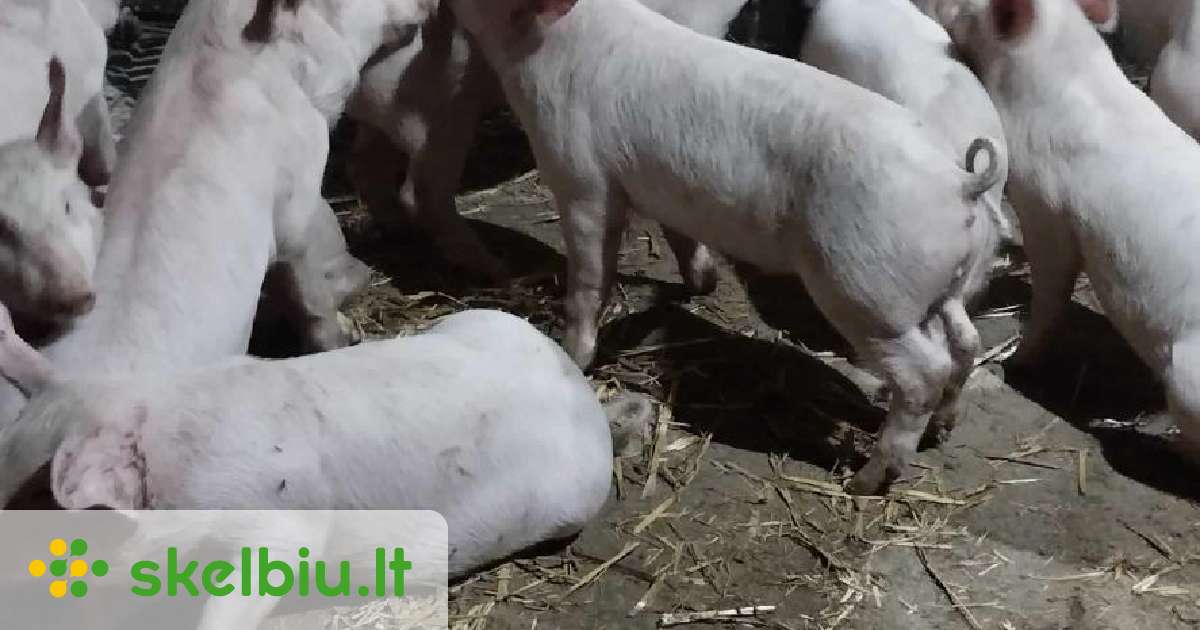 Parduodami atjunkinti paršeliai - Skelbiu.lt