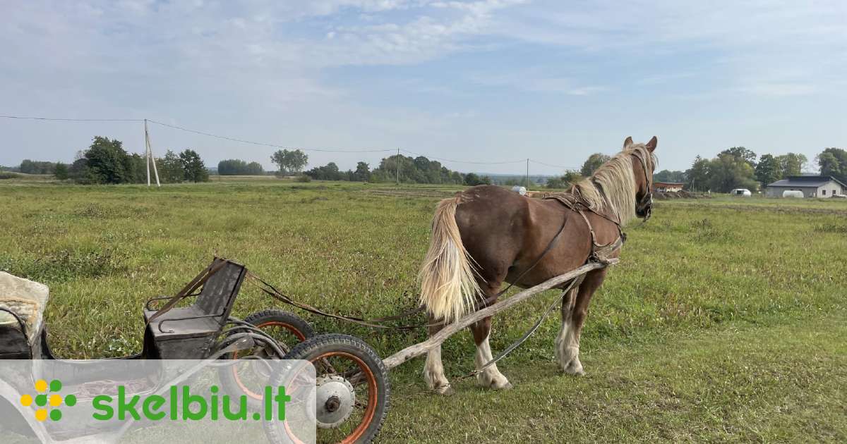 Kumele 13 metu - Skelbiu.lt