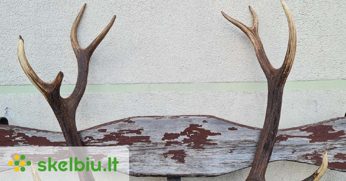 elnio ragai sirvintu r skelbimai - Skelbiu.lt