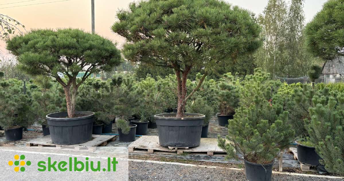 lauko bonsai vilnius skelbimai - Skelbiu.lt