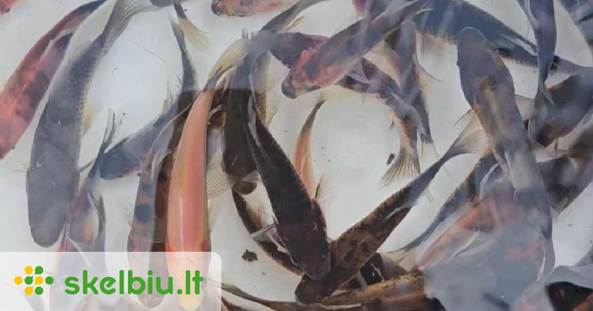 Dekoratyviniai karosai - Skelbiu.lt