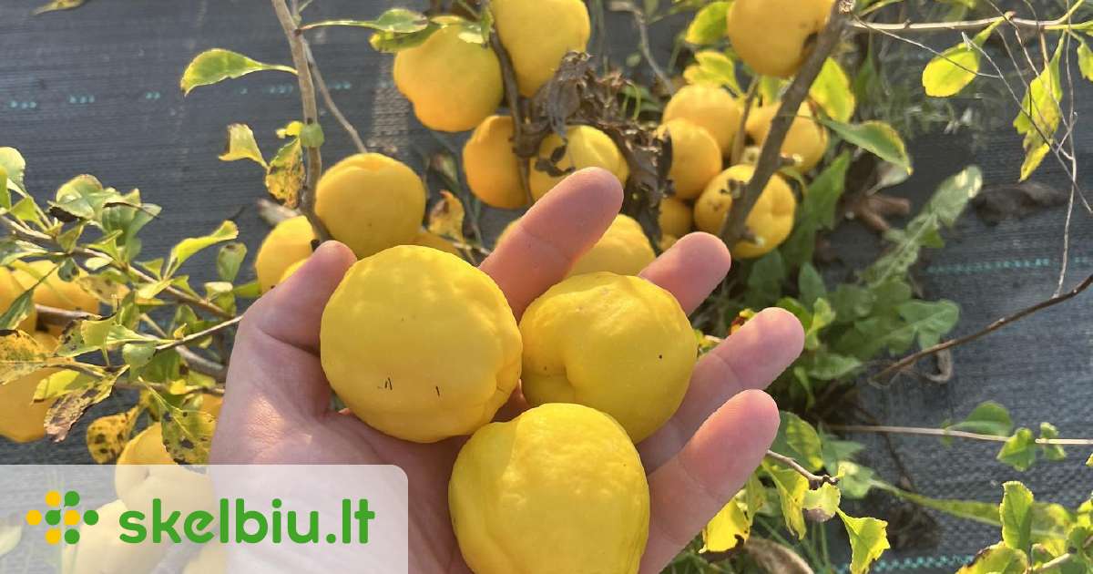 Svarainiai , ekologiški , svarainis ,svarainių - Skelbiu.lt