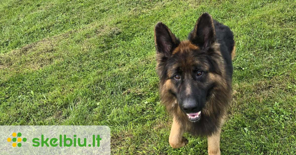 Vokiecio aviganiai - Skelbiu.lt