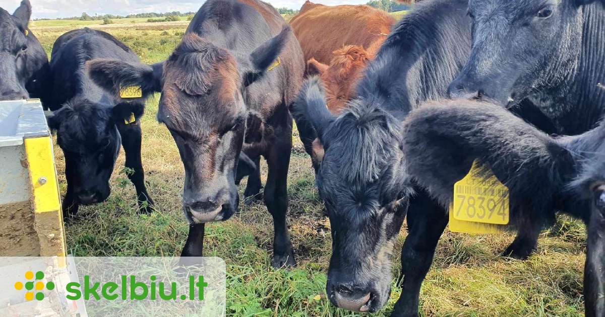 Angus veislės telyčios - Skelbiu.lt