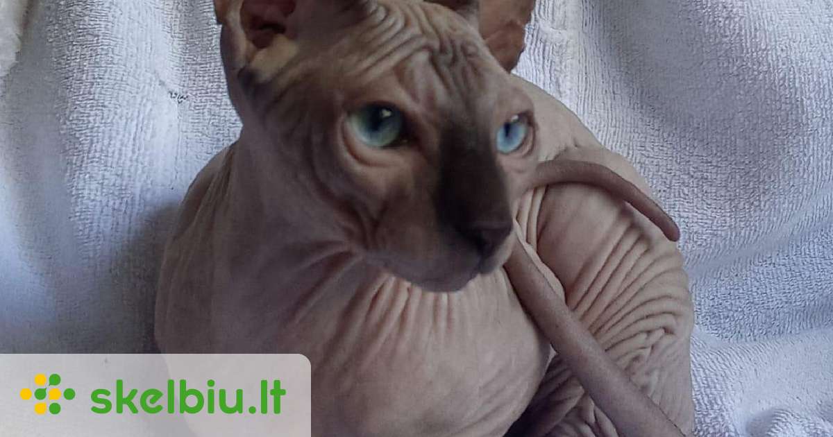 Sfinksu kaciukai - Skelbiu.lt