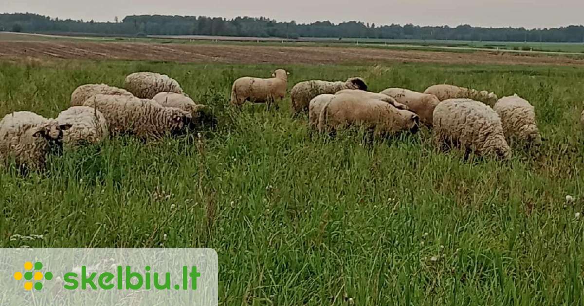 Avių banda - Skelbiu.lt
