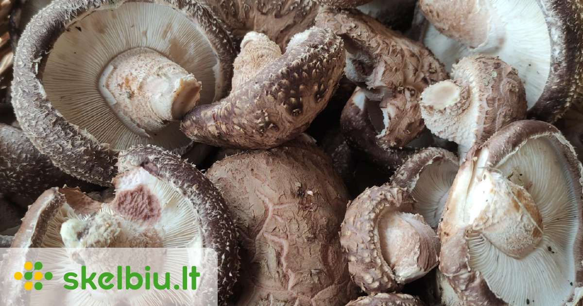Parduodami švieži Shiitake grybai - Skelbiu.lt
