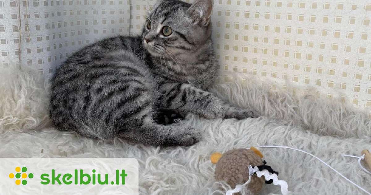 Kilmingas taskuotas berniukas - Skelbiu.lt