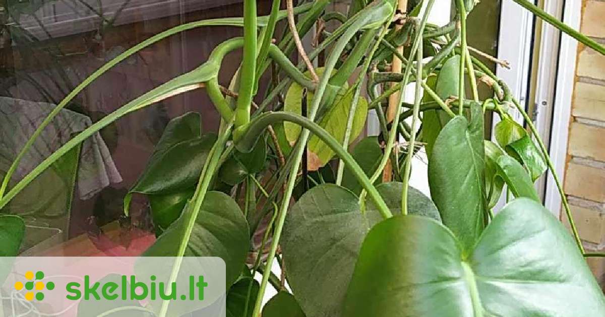 Kambarinė gėlė Monstera - Skelbiu.lt
