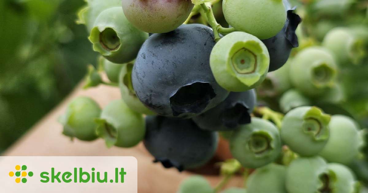 Šilauogių krūmai - Skelbiu.lt