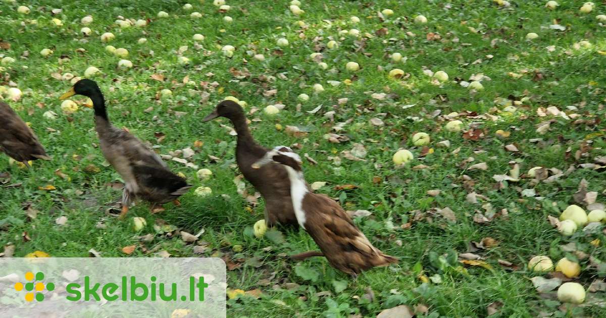 Parduodu antis bėgikes - Skelbiu.lt