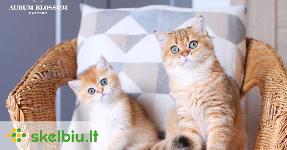 Sweet bri golden kittens - Skelbiu.lt