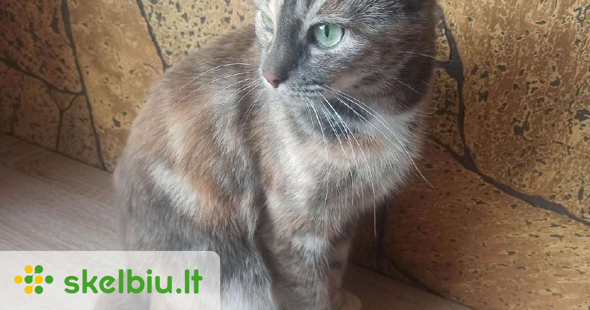 Dovanojama katytė - Skelbiu.lt