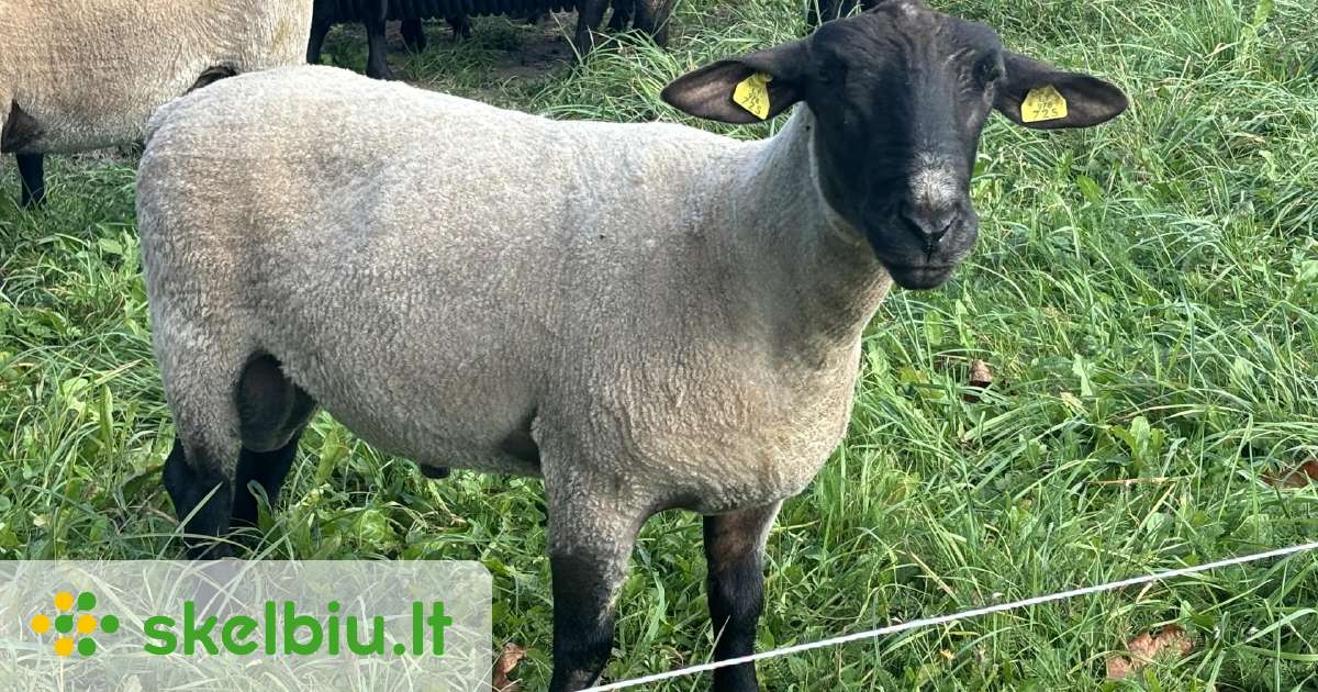 avys sufolk skelbimai - Skelbiu.lt