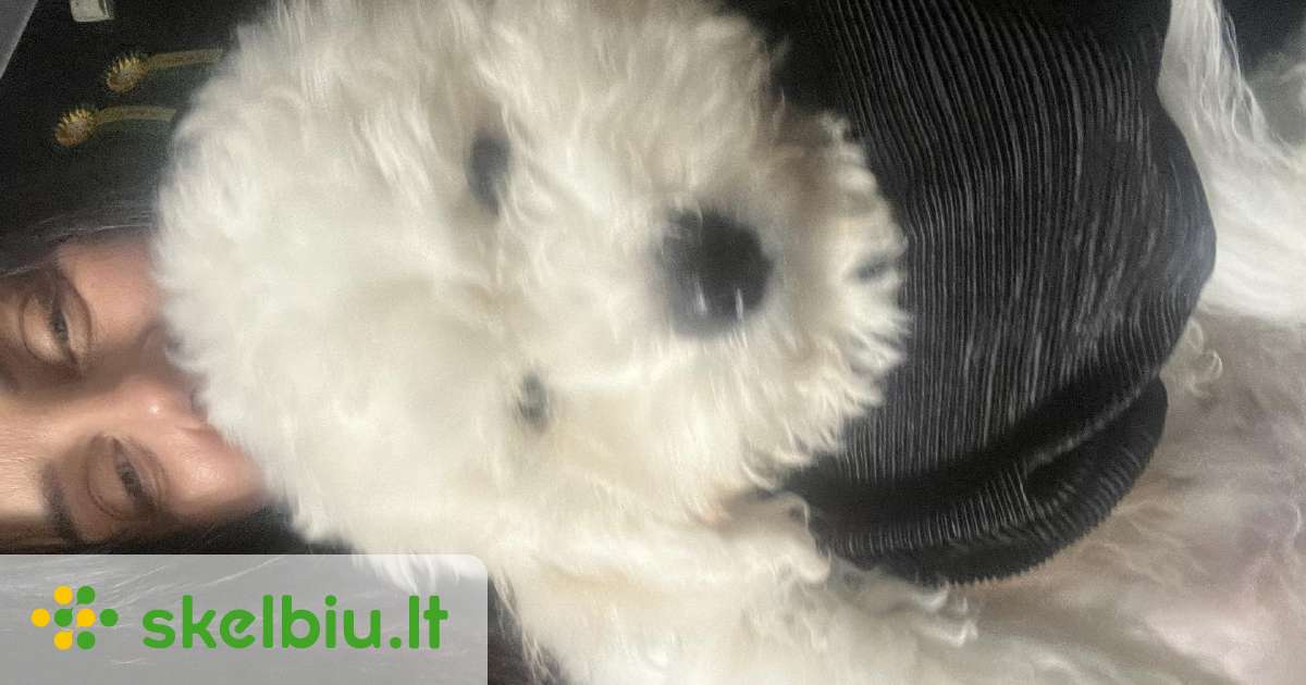 Garbanotas bisonas - Skelbiu.lt