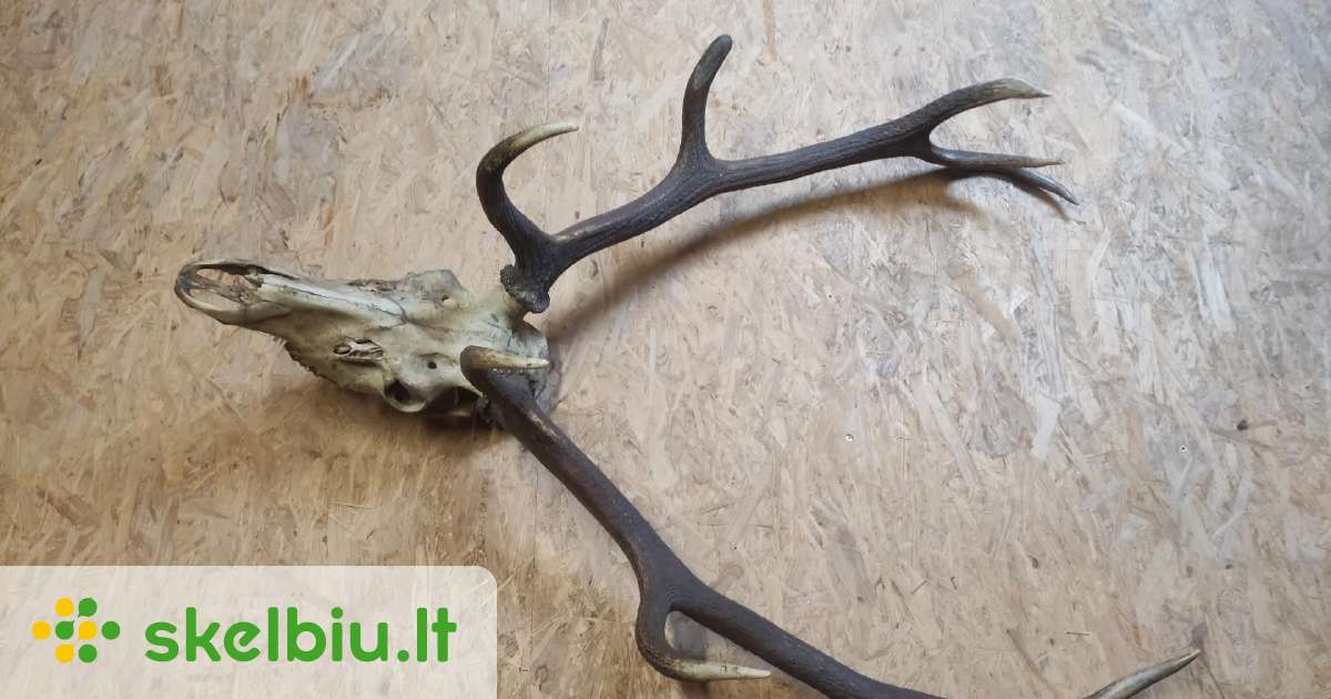 Elnio ragai - Skelbiu.lt