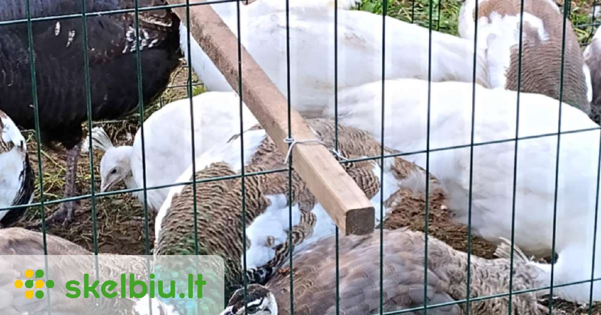 Parduodami povai margi,fazanai ausytieji - Skelbiu.lt