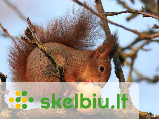 Perku lietuvišką paprastąją voverę - Skelbiu.lt