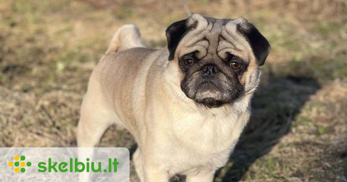 Mopsai šunys - Skelbiu.lt