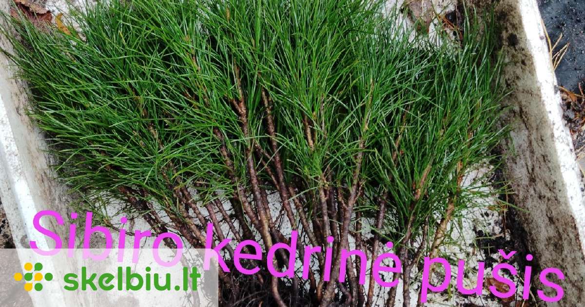 Sibiro kedrinė pušis - Skelbiu.lt