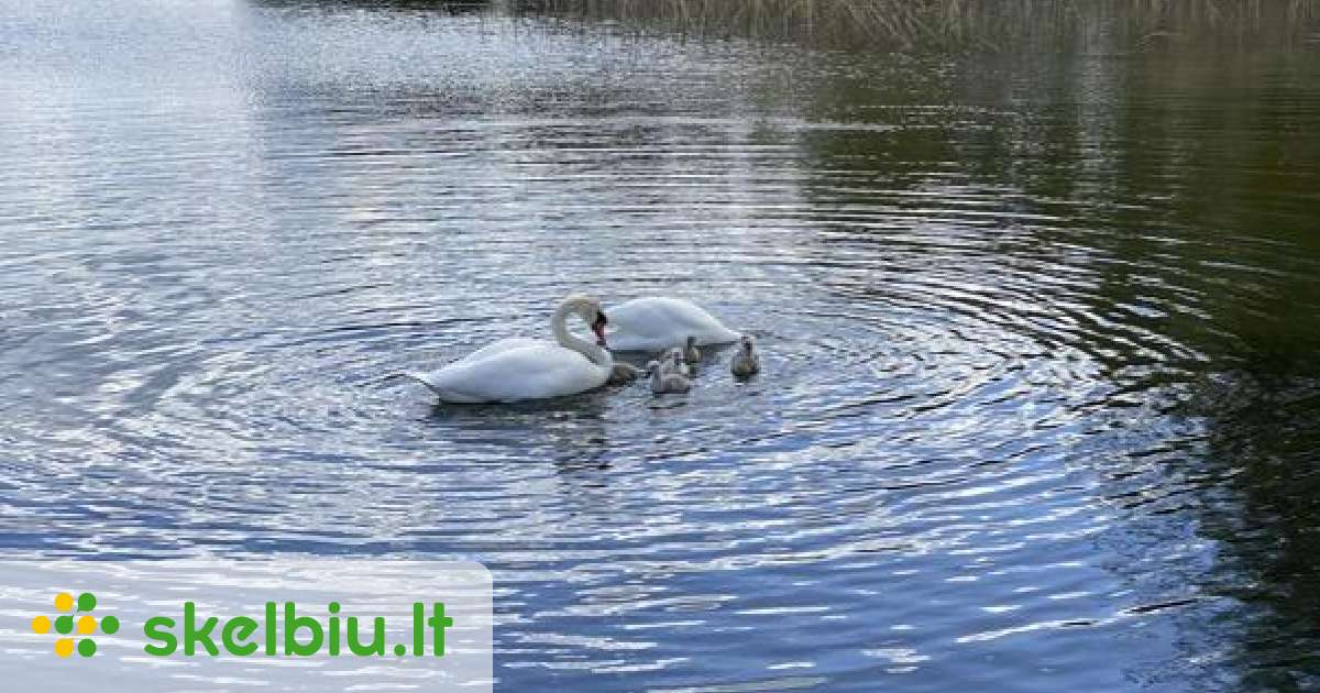 Perku žemės arba miško sklypa prie Sagavo ežero - Skelbiu.lt