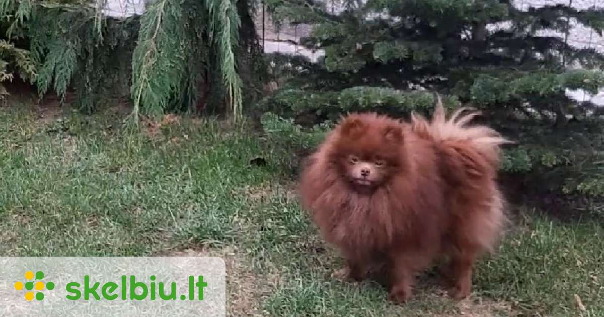 Špicai - Skelbiu.lt