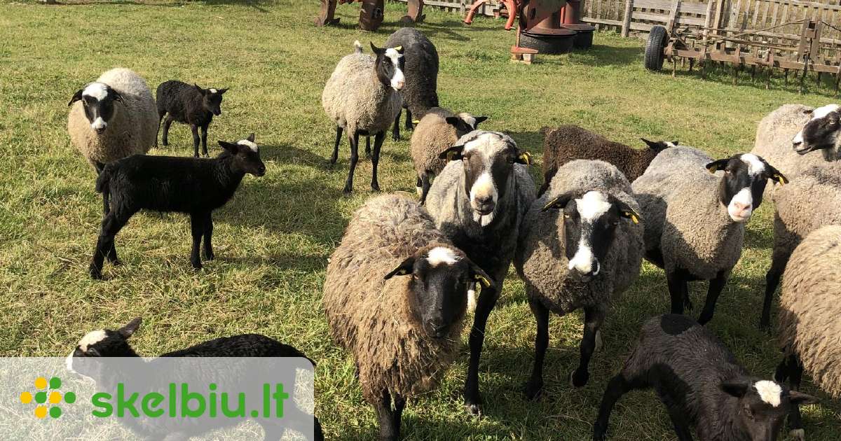 Romanovo veisles avys - Skelbiu.lt