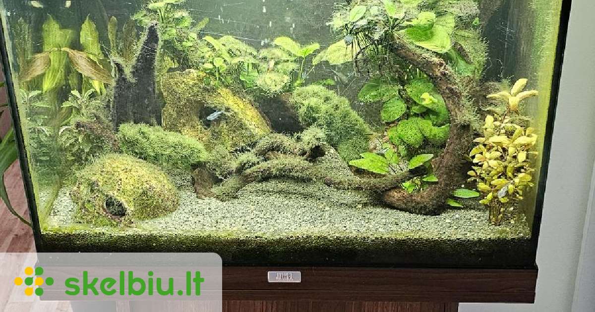 Parduodami du akvariumai - Skelbiu.lt