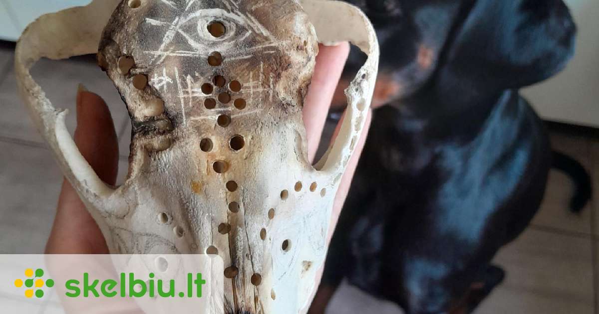 Graviruota deginta kaukole - Skelbiu.lt