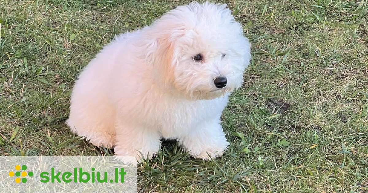 Garbanotas bisonas - Skelbiu.lt