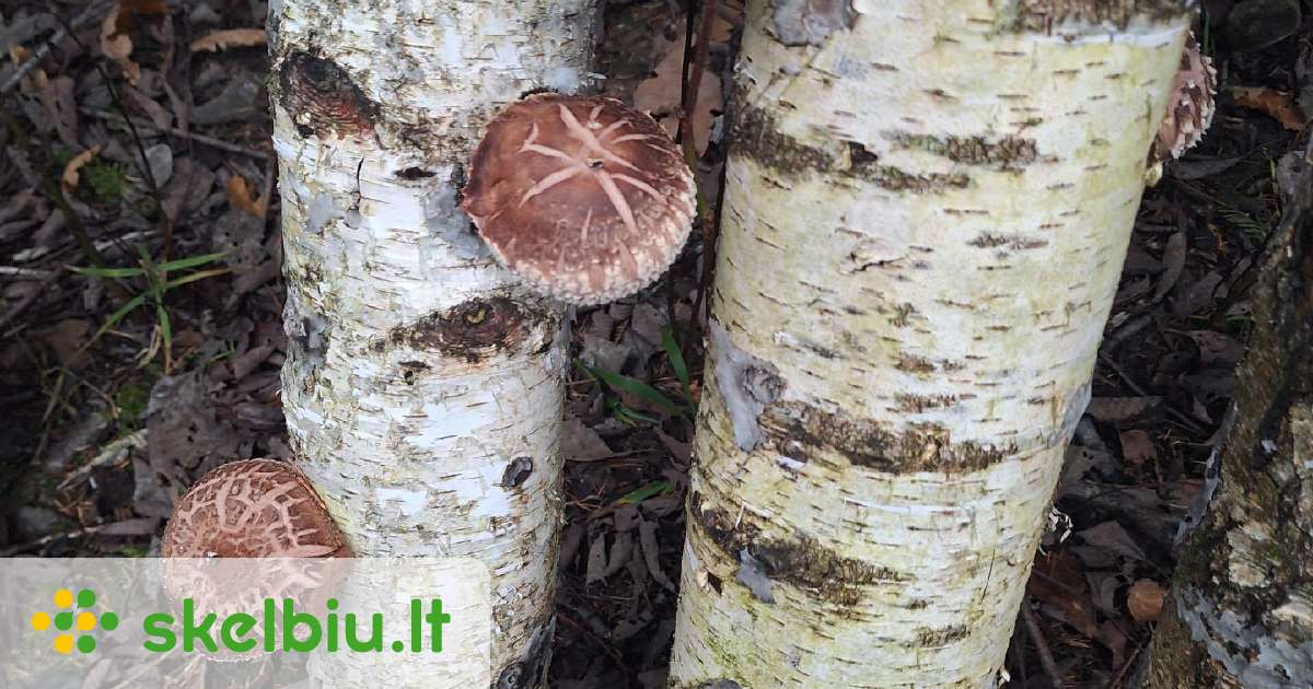 Švieži šitake grybai. Shiitake - Skelbiu.lt