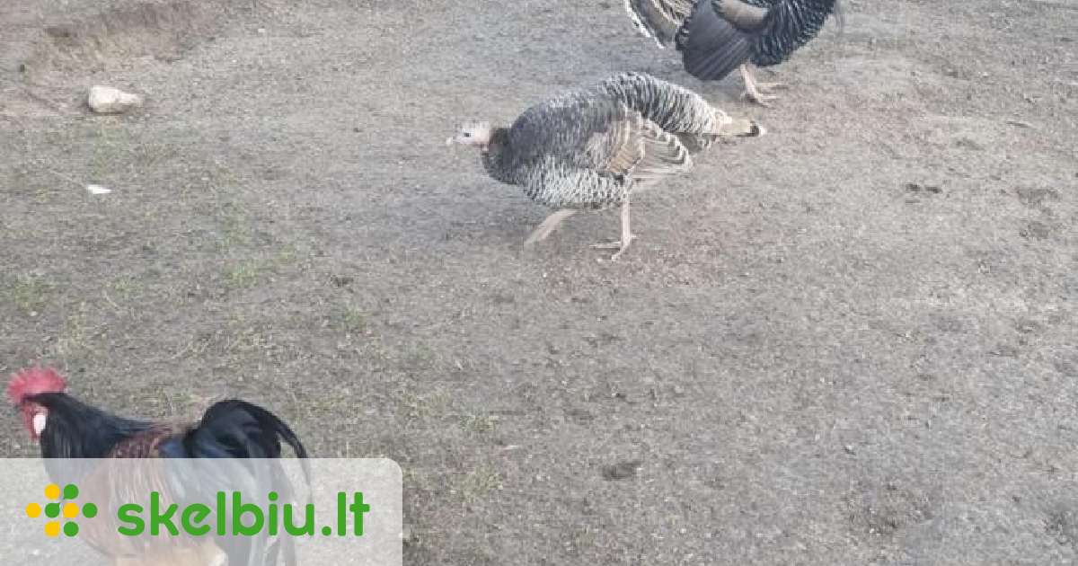 Gaideliai, jauni povai ir kalakutai - Skelbiu.lt