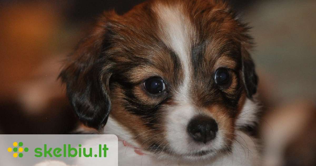 Nyderlandų spanieliai/kooikerhondje - Skelbiu.lt