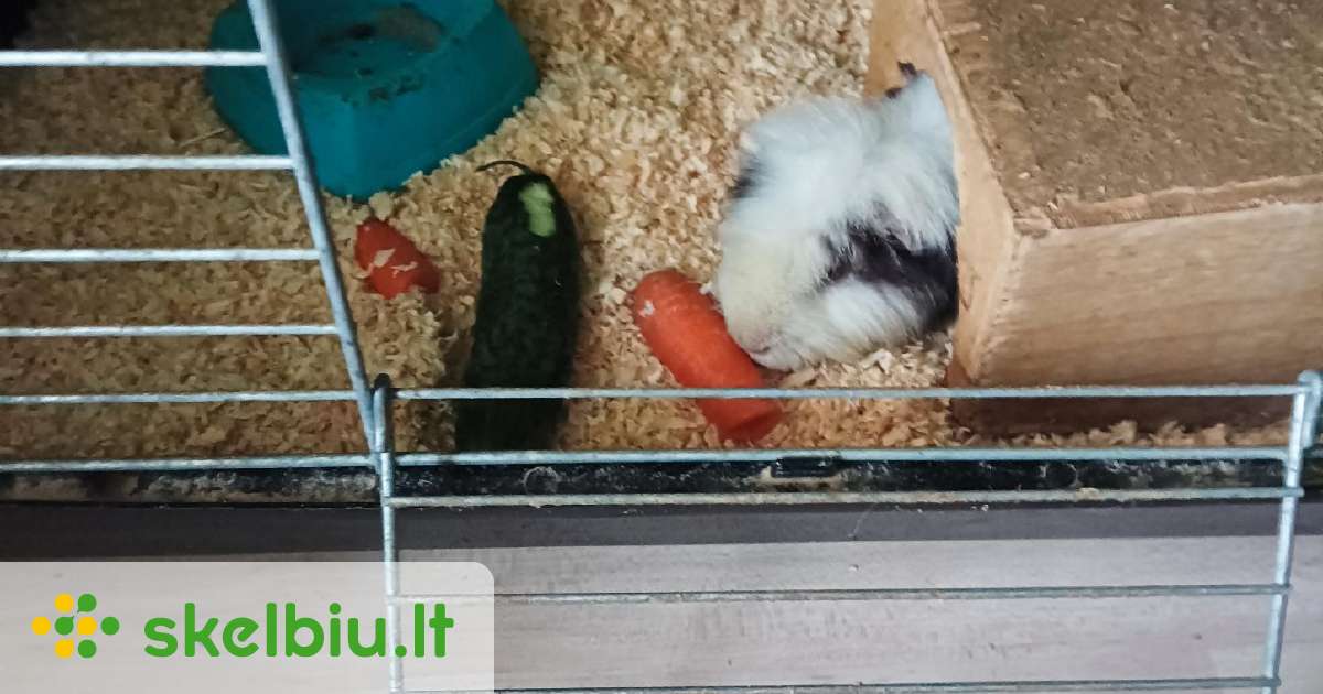 Parduodu jūrų kiaulyte - Skelbiu.lt