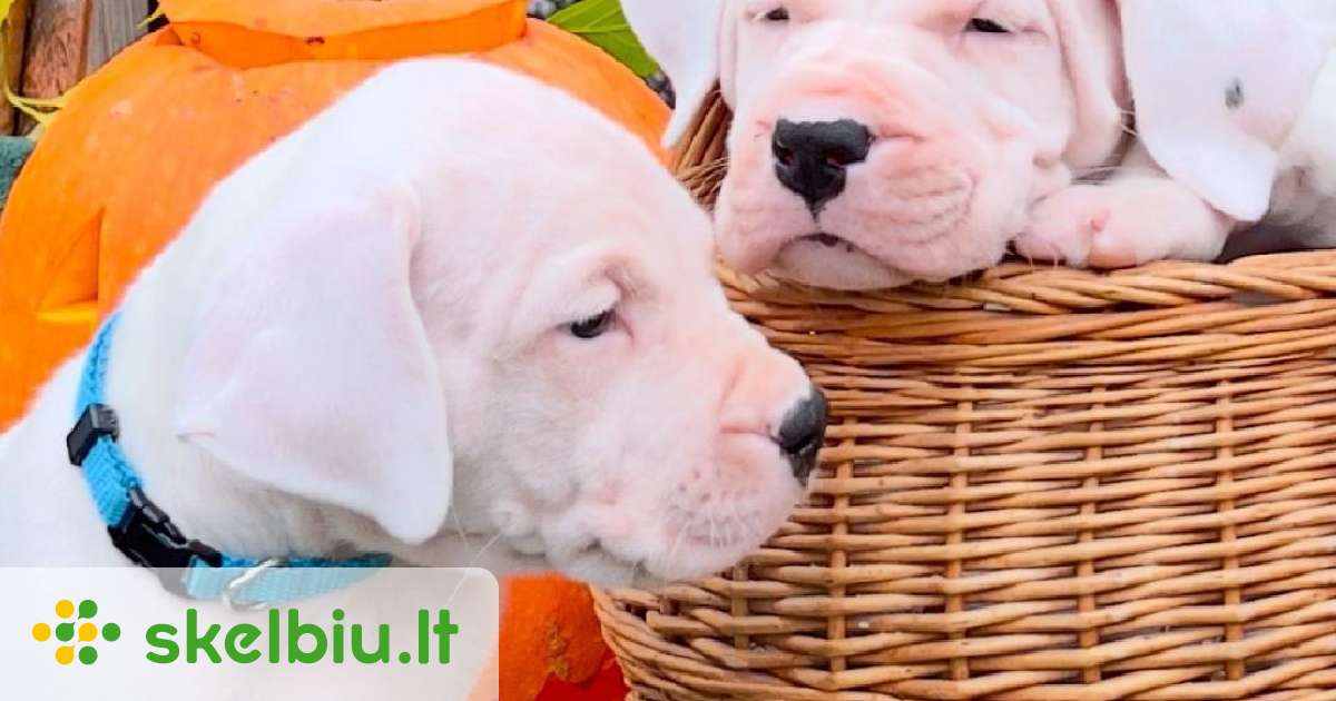 Argentiniečiu dogai - Skelbiu.lt