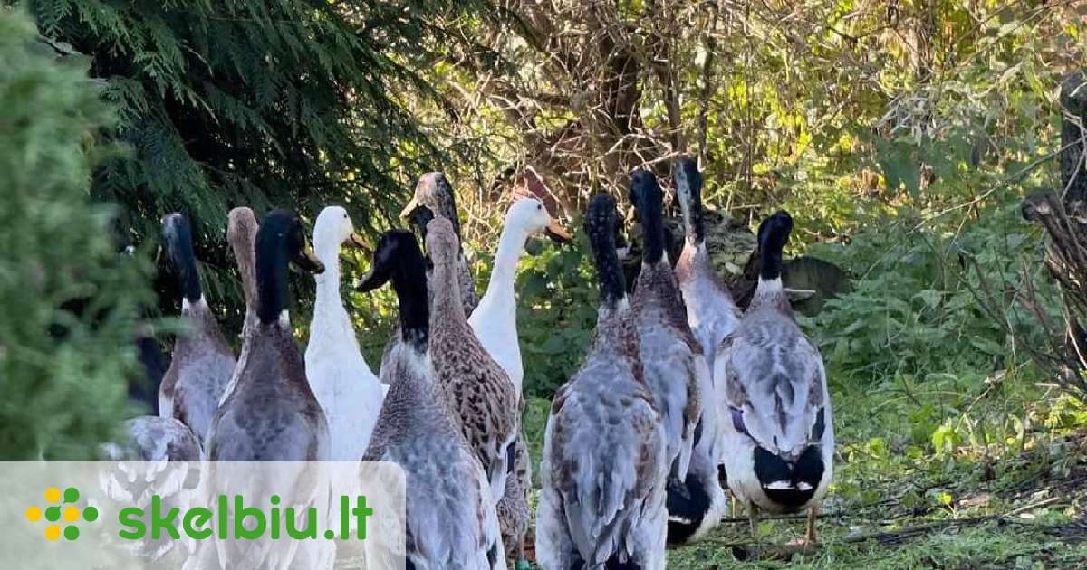 antys begikes skelbimai - Skelbiu.lt