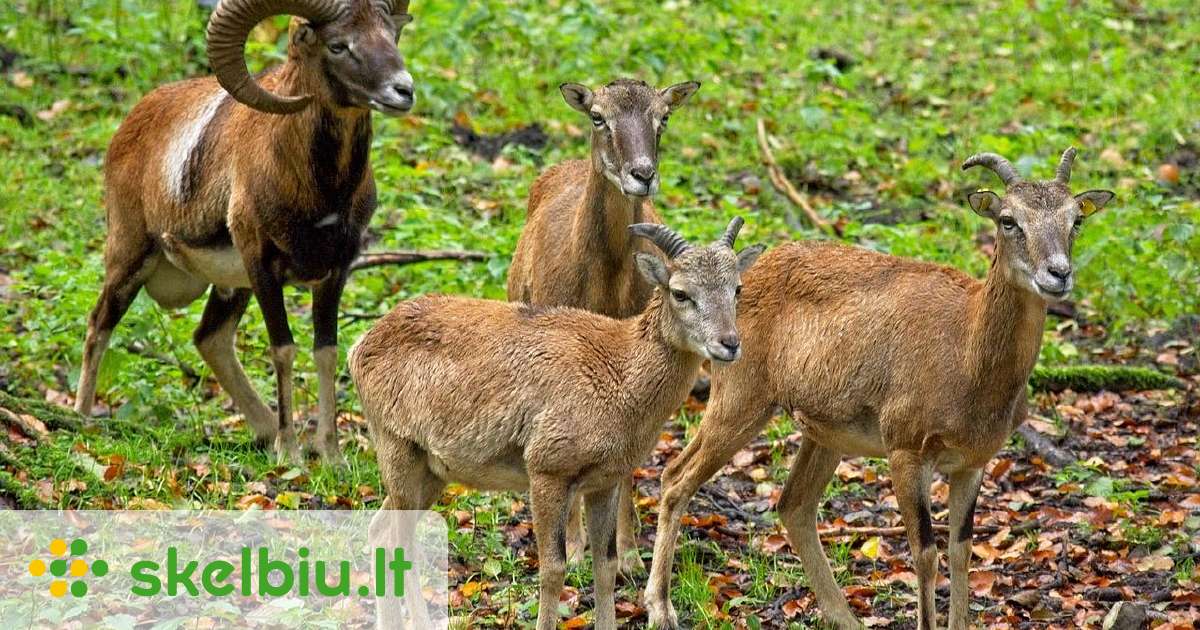 Parduodami muflonai - Skelbiu.lt