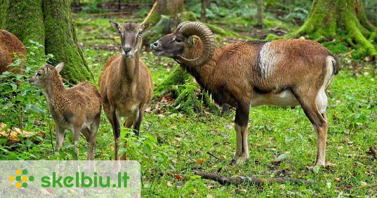 Parduodami muflonai - Skelbiu.lt