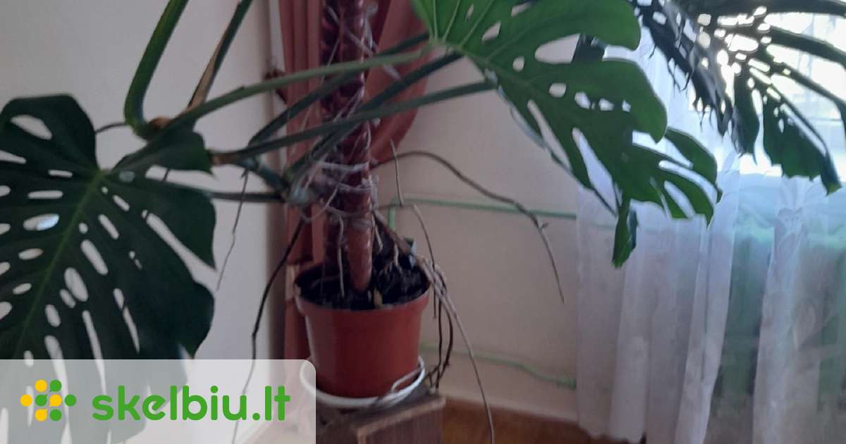Monstera gėlė - Skelbiu.lt