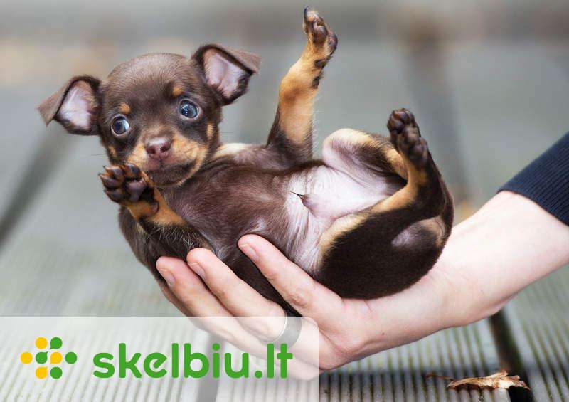 Perku rusu toiterjerų veislės kalytę nykštukinę - Skelbiu.lt