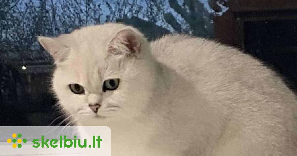 Britu kate - Skelbiu.lt