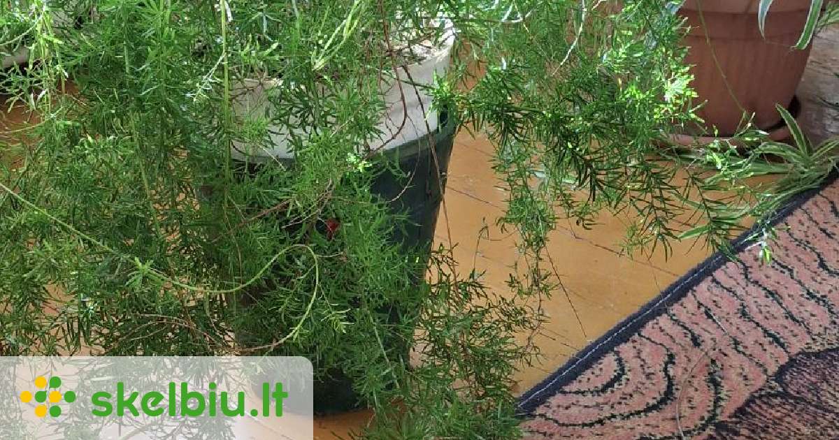 Gėlė smidras - Skelbiu.lt