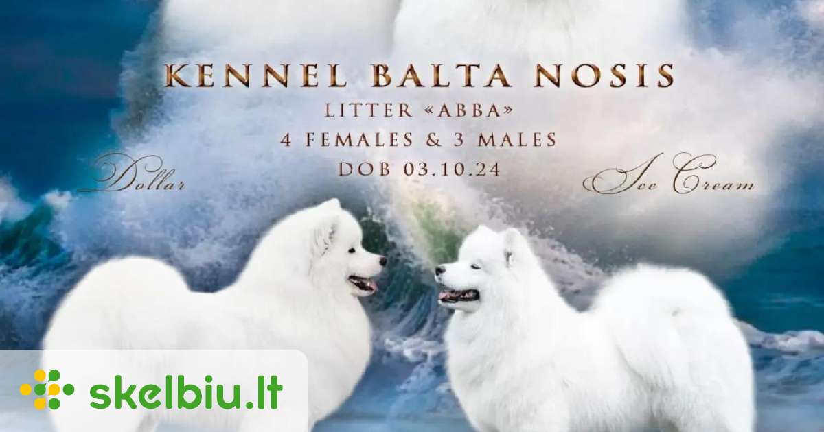 Samojedai su kilmės dokumentais "Balta Nosis" - Skelbiu.lt
